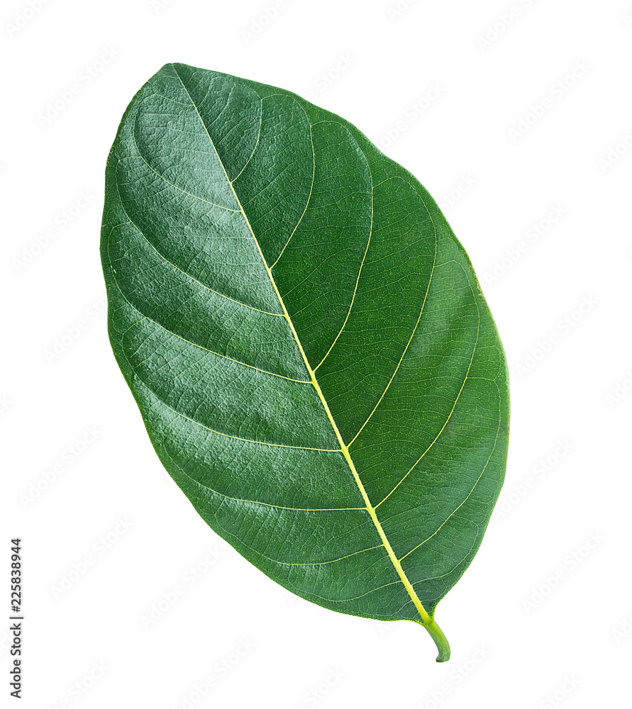 Jackfruit Leaves