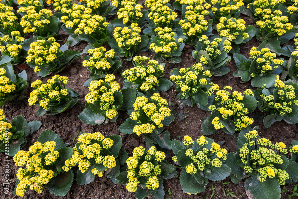 Beautiful Yellow Kalanchoe or Flaming Katy is cute plant and easy to ...