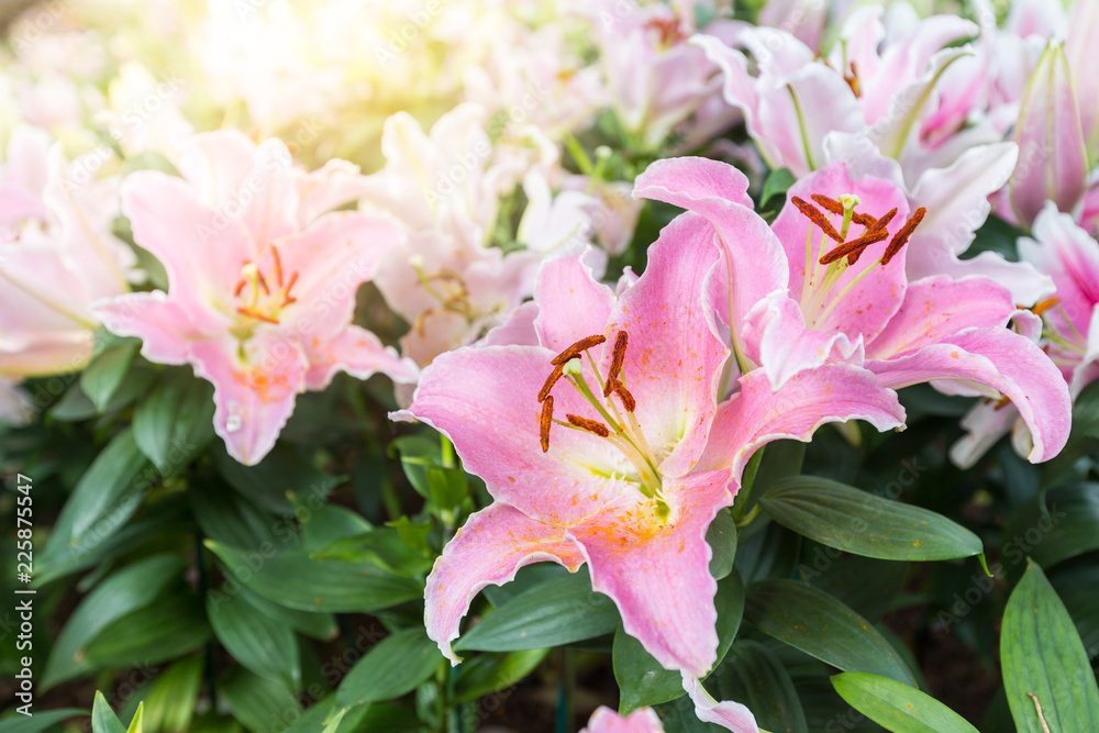 Beautiful pink lily in the nature garden.Pink lily background with copy ...