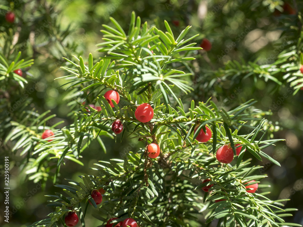 If commun (Taxus baccata) ou if à baies. Un conifère devenu rare au ...