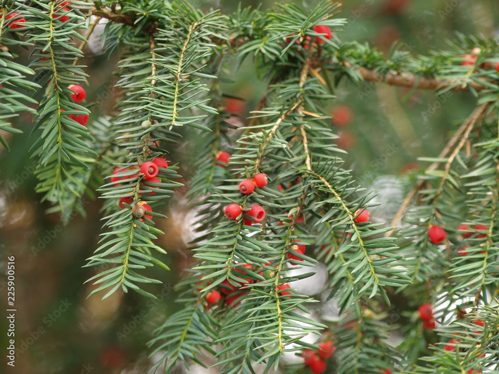 If commun (Taxus baccata) ou if à baies. Un conifère devenu rare au ...