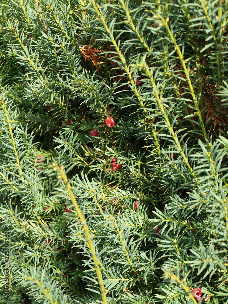 Foto Stock If commun (Taxus baccata) ou if à baies. Un conifère devenu ...
