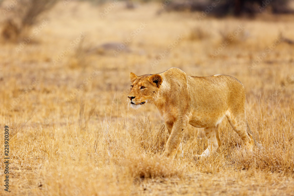 The Southern lion (Panthera leo melanochaita) also as the East-Southern ...