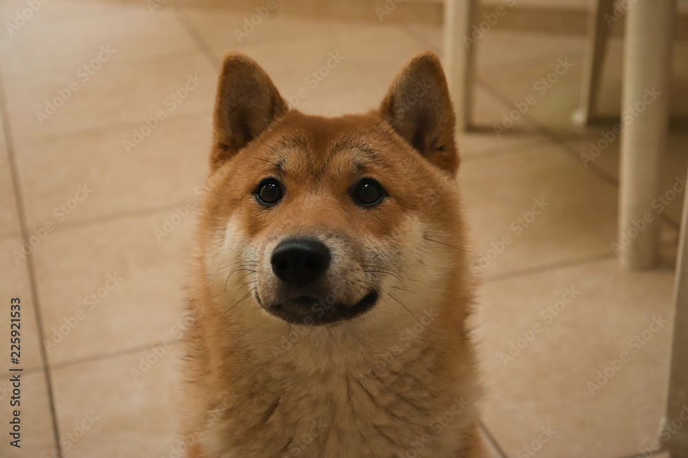 Shiba Jiro #1 Stock Photo | Adobe Stock