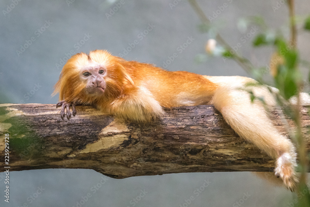 The golden lion tamarin (Leontopithecus rosalia), also known as the ...