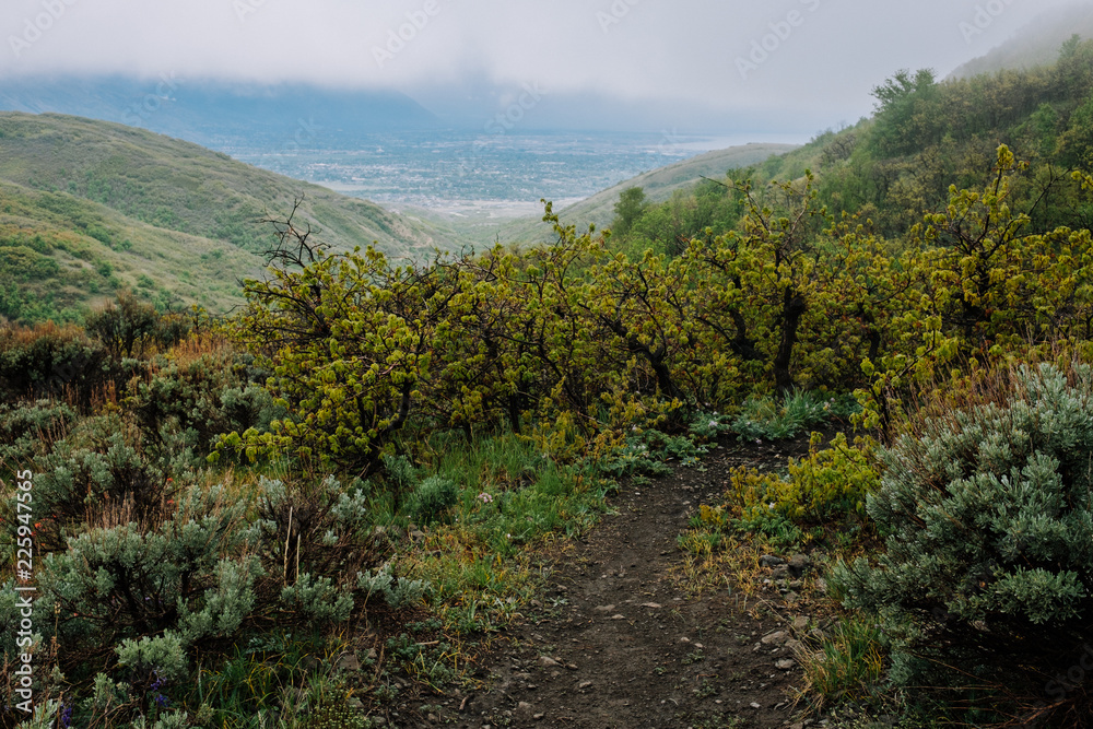 Hiking Trail Going into a Scrub Oak Forest on a Mountain Top Stock ...