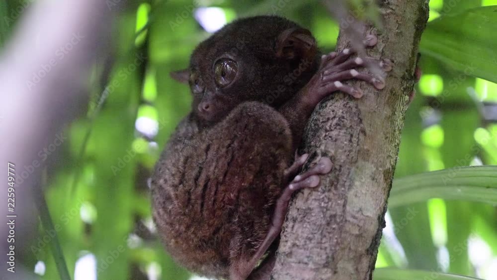 Slow motion close-up shot of tarsier clinging to a tree and turning its ...