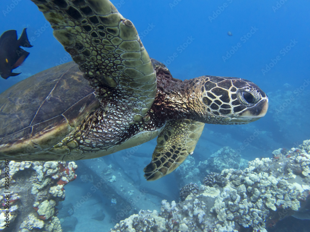 Close Up Face Sea Turtle Profile Under Ocean with Blue Background Stock ...