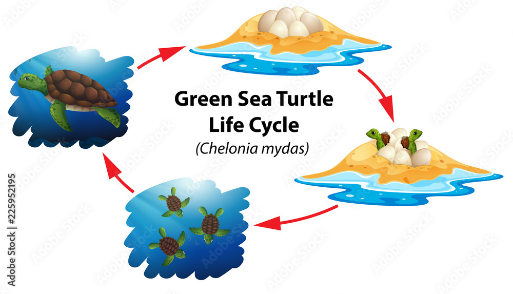 Green sea turtle life cycle Stock Vector | Adobe Stock