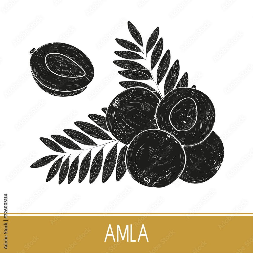 Amla. Fruit, leaf. Monochrome. Black silhouette on white backgro Stock ...