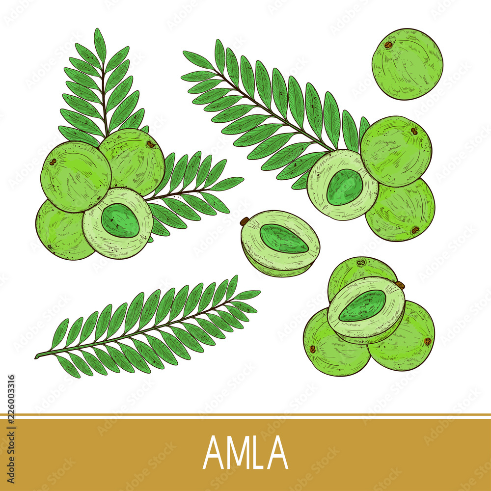 Amla. Fruit, leaf. Set. Sketch. Color Stock Vector | Adobe Stock