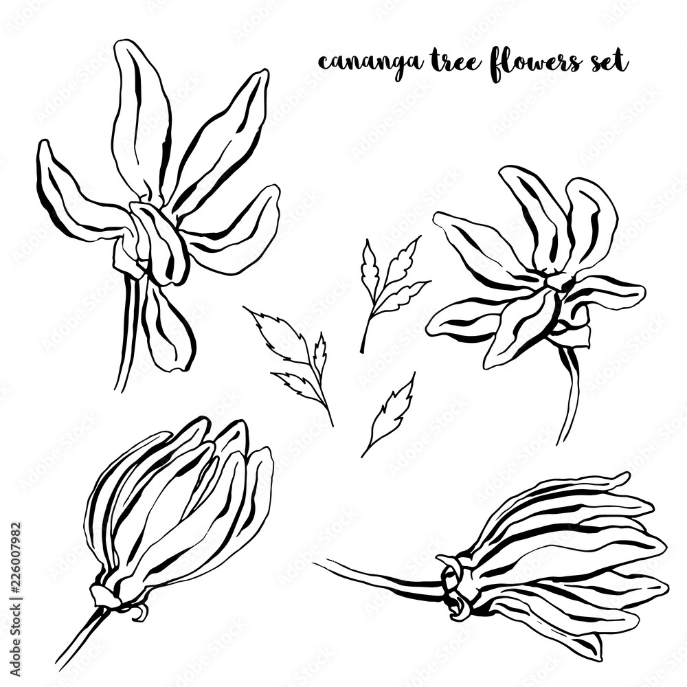 Ink sketch hand drawn set ilang flowers. Sketching vector flowers ...