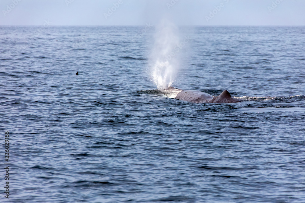 Sperm whale.A sperm whale performs spouting.The photography place is ...