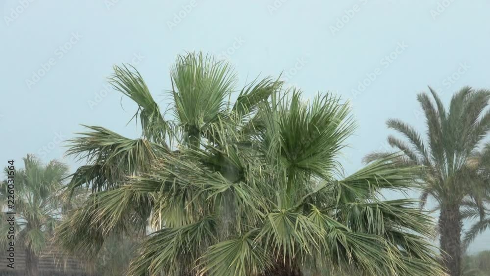 Vidéo Stock Tropical wind and rain drops falling on the green palm tree ...