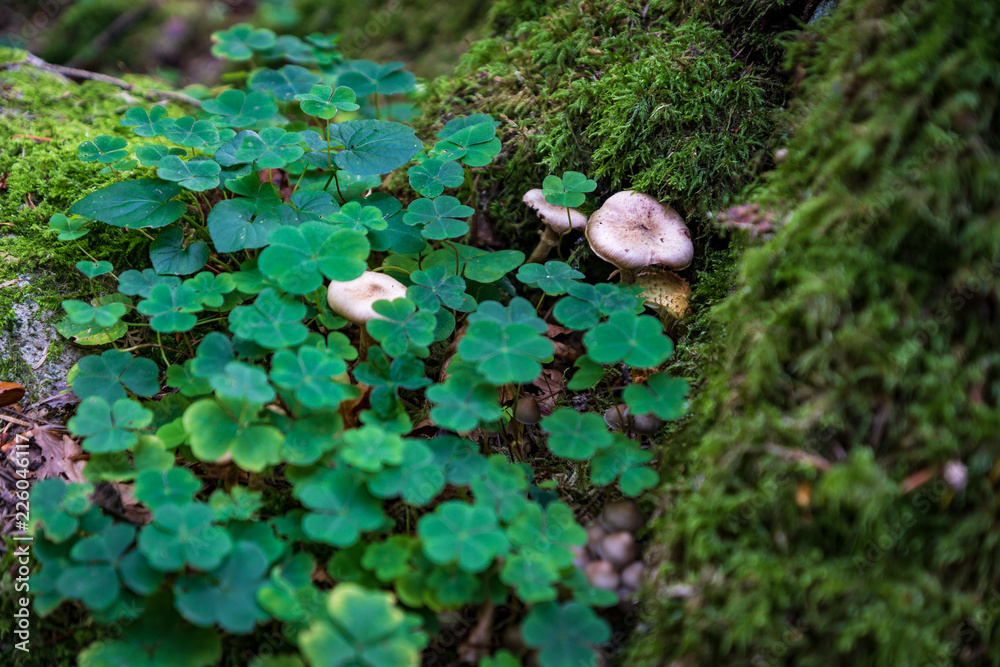 Pilze Stock Photo | Adobe Stock