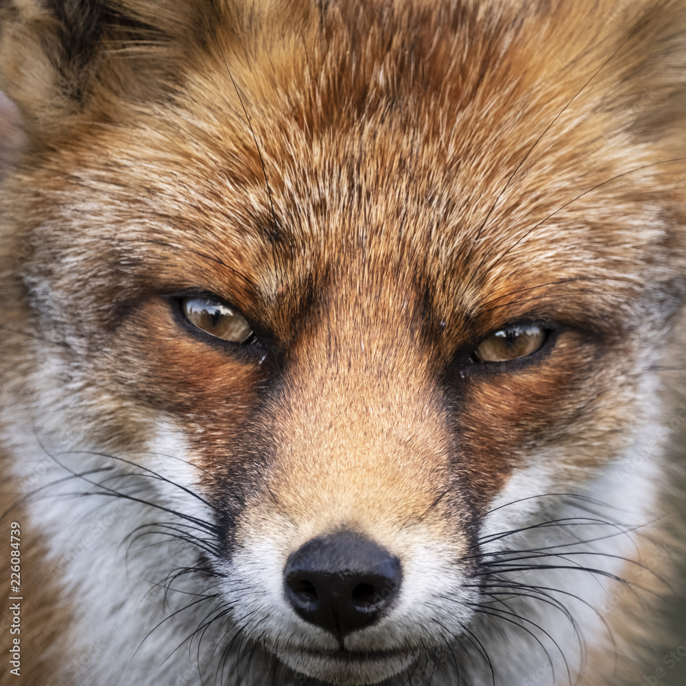 Red Fox Face Close Up