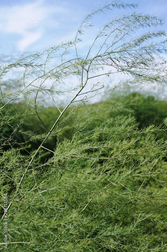 Foto de Spargel pflanze,Wurzelstock,spargelkraut,asperagus officinalis ...