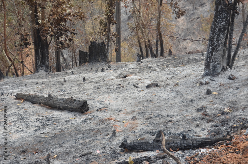 Bosque incendiado lo cual causa deforestación Stock Photo | Adobe Stock