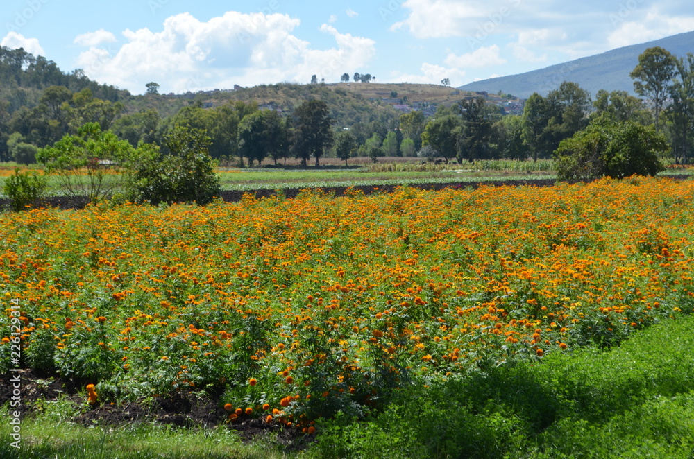 Campo de flores de cempasúchil, cempoalxóchitl, cempaxochitl, cempoal ...