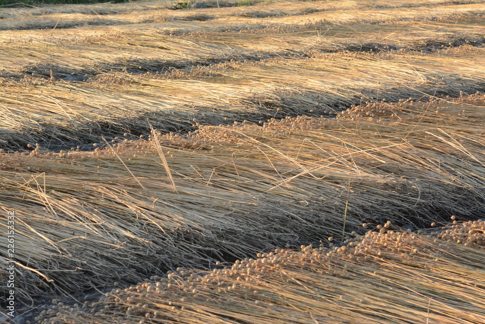 Both close up and back view of lines of cut flax, with their matured ...
