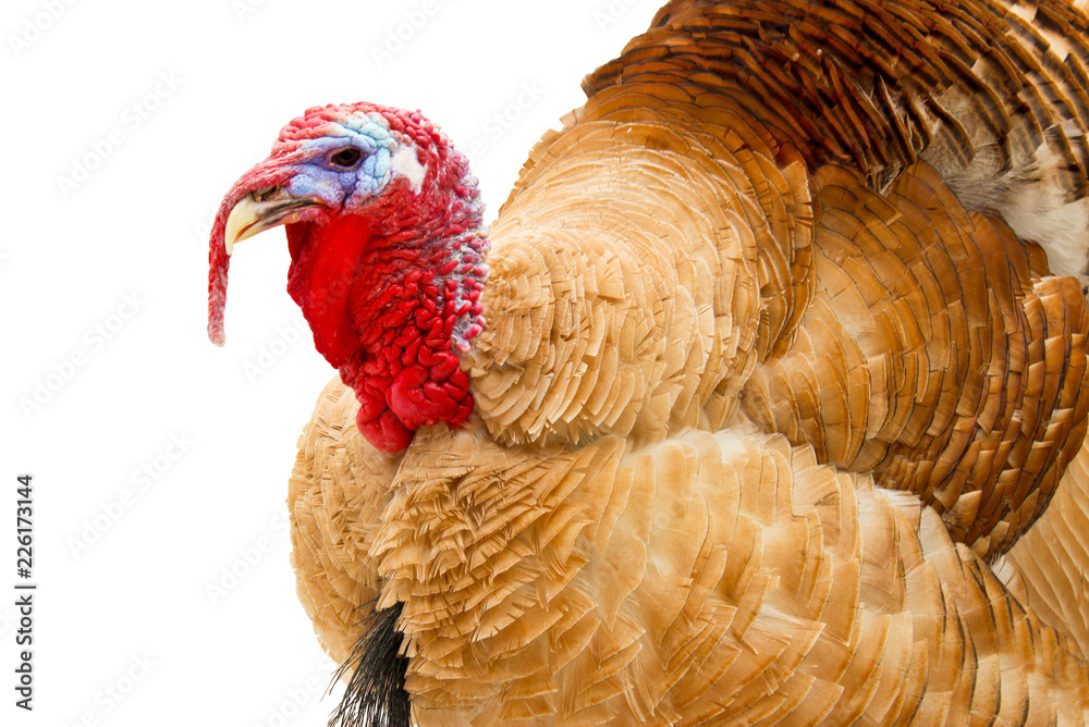 Turkey Stock Photo | Adobe Stock