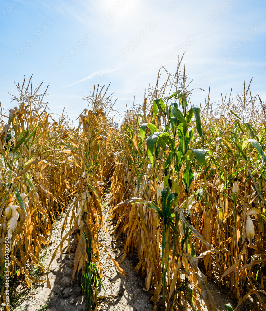 Rows Of Corn Crops