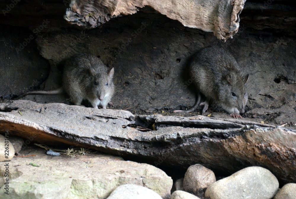 Foto Stock The long-nosed potoroo bandicoot (Potorous tridactylus) is a ...