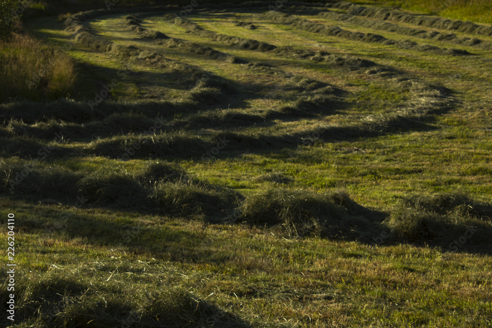 Rows of hay in an "S" shape in a field and dawn. Stock Photo | Adobe Stock