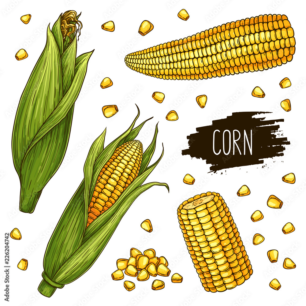 Hand drawn corn set. Isolated ripe corn cobs and grain with label ...