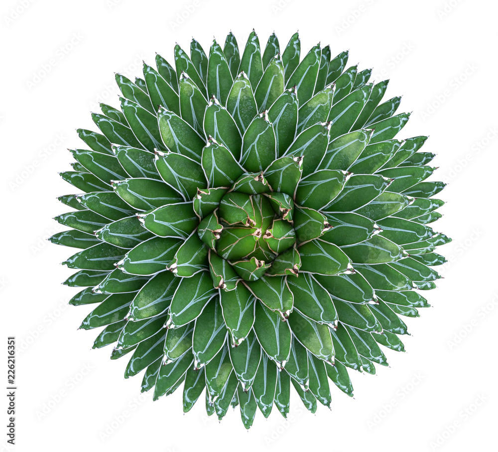Agave victoriae-reginae (Queen Victoria agave) succulent cactus flower ...