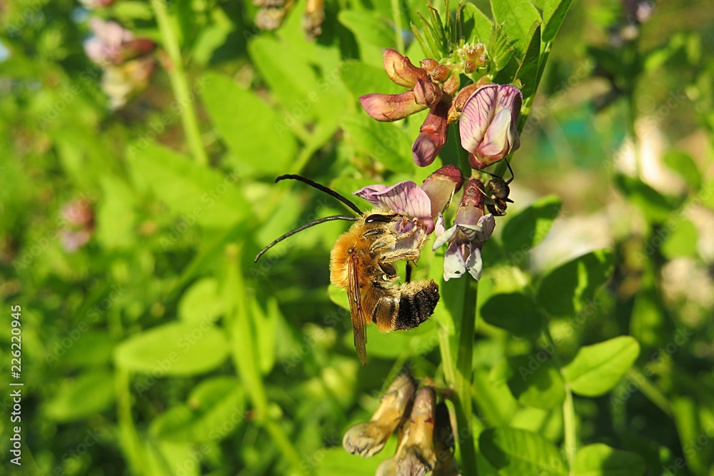 Longhorn bee on vicia sepium flowers in the meadow, closeup Stock Photo ...