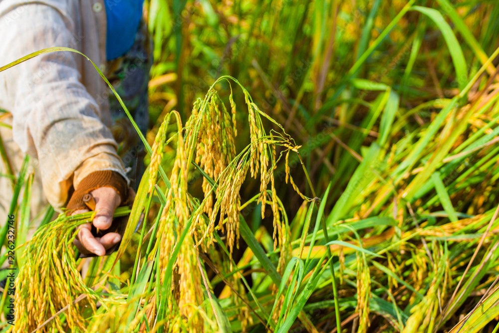 Rice field, Thailand farmers rice planting working Stock Photo | Adobe ...