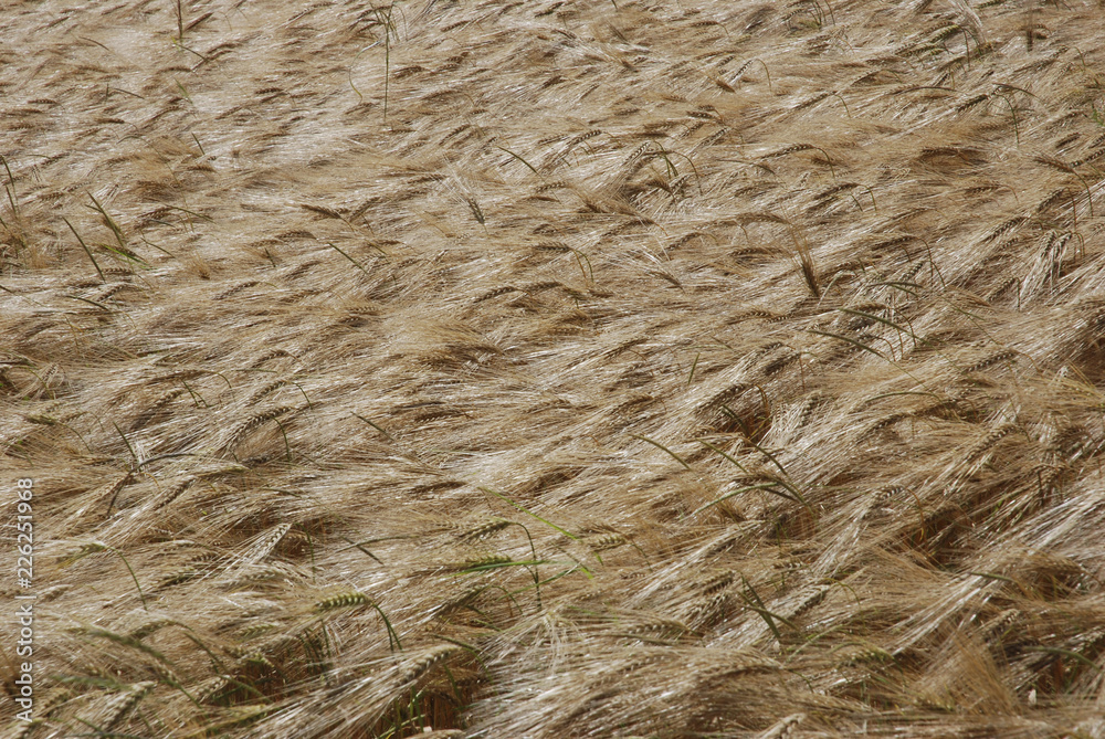 wheat field / Weizenfeld Stock Photo | Adobe Stock