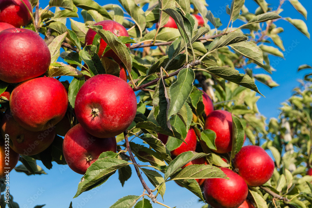 Apfelernte im Alten Land Stock-Foto | Adobe Stock