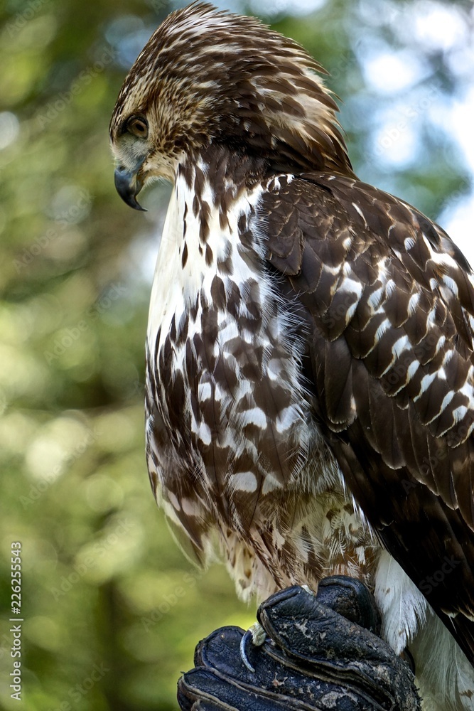 Profile portrait of a red-tailed hawk (Buteo jamaicensis) -- also known ...