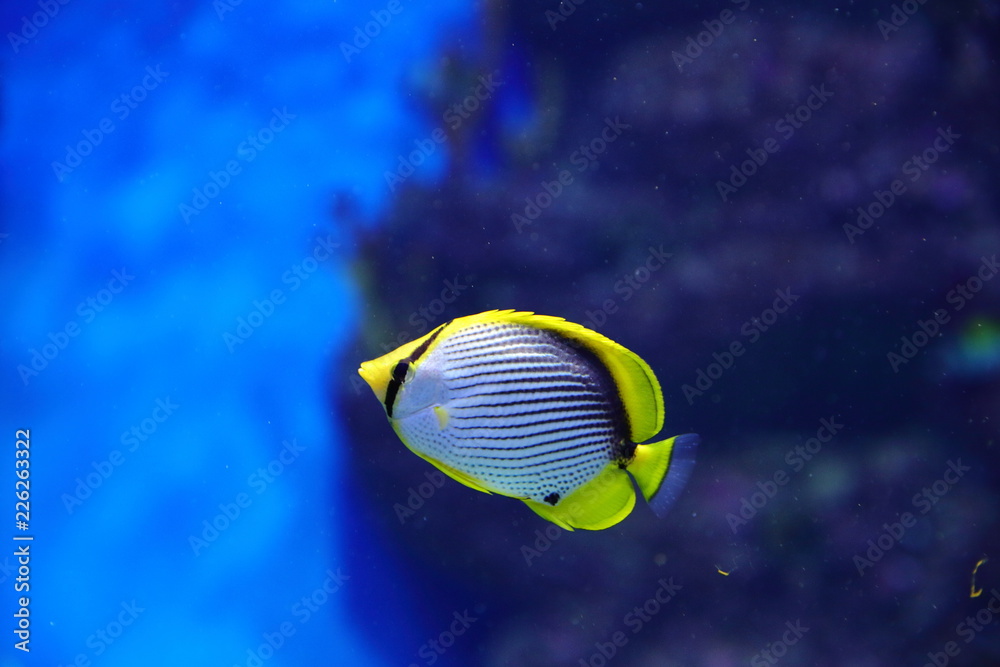 Fish, sea urchins and crabs, fugu and stars, as well as other ...