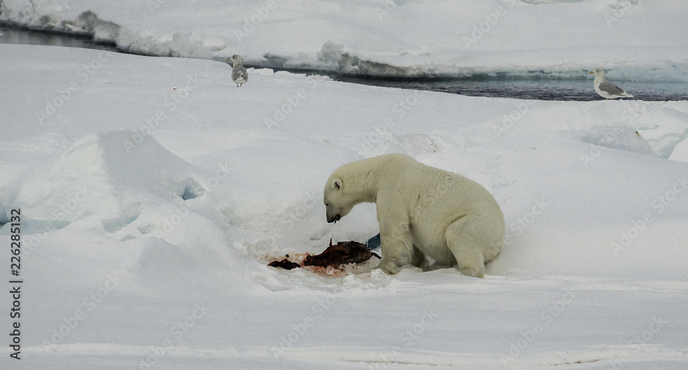 Polar bear feeding on a dead seal on the ice floe, Arctic Ocean, north ...
