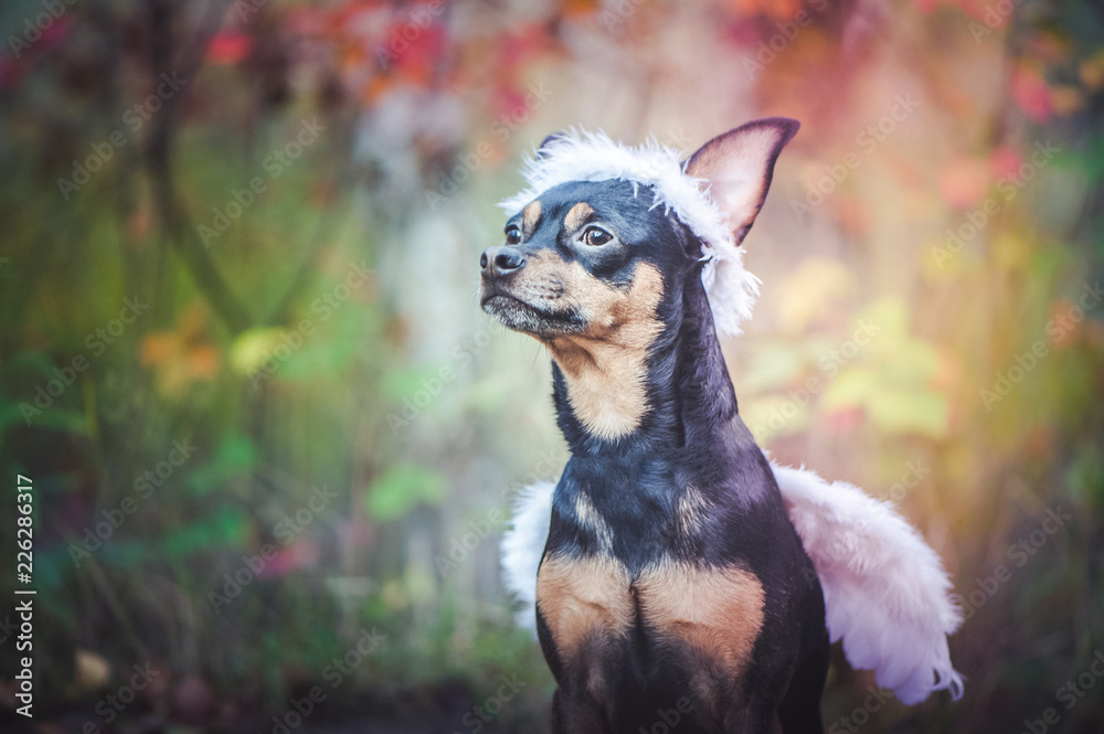 Angel dog, portrait of a dog in the image of an angel, in a wreath and ...