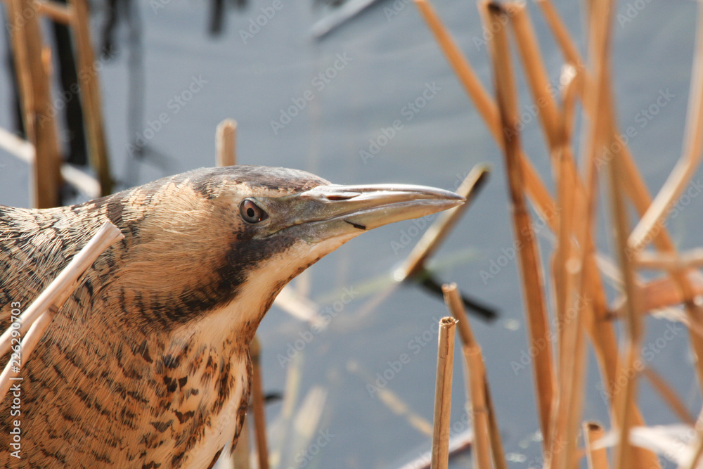 A rare and elusive Bittern (Botaurus stellaris) hunting in the reed bed ...