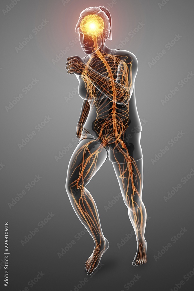 Nervous system, illustration Stock Photo | Adobe Stock