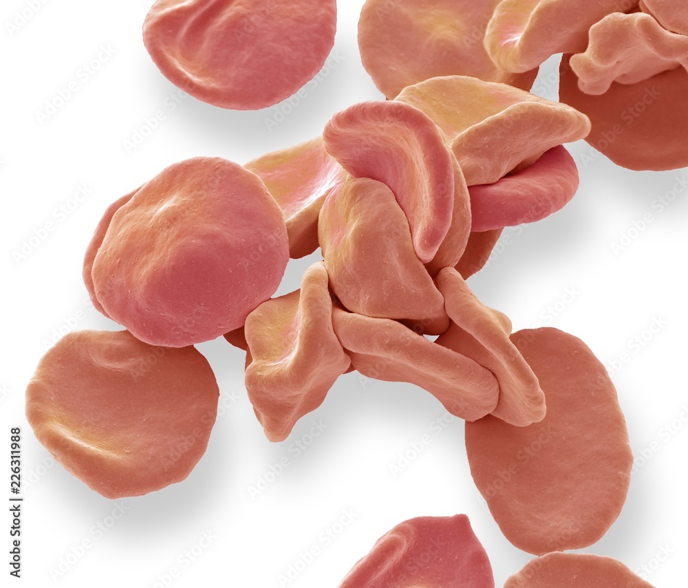 Red blood cells, SEM Stock Photo | Adobe Stock