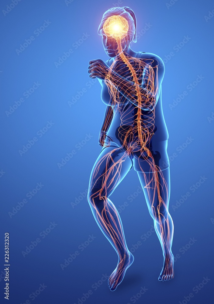 Nervous system, illustration Stock Photo | Adobe Stock
