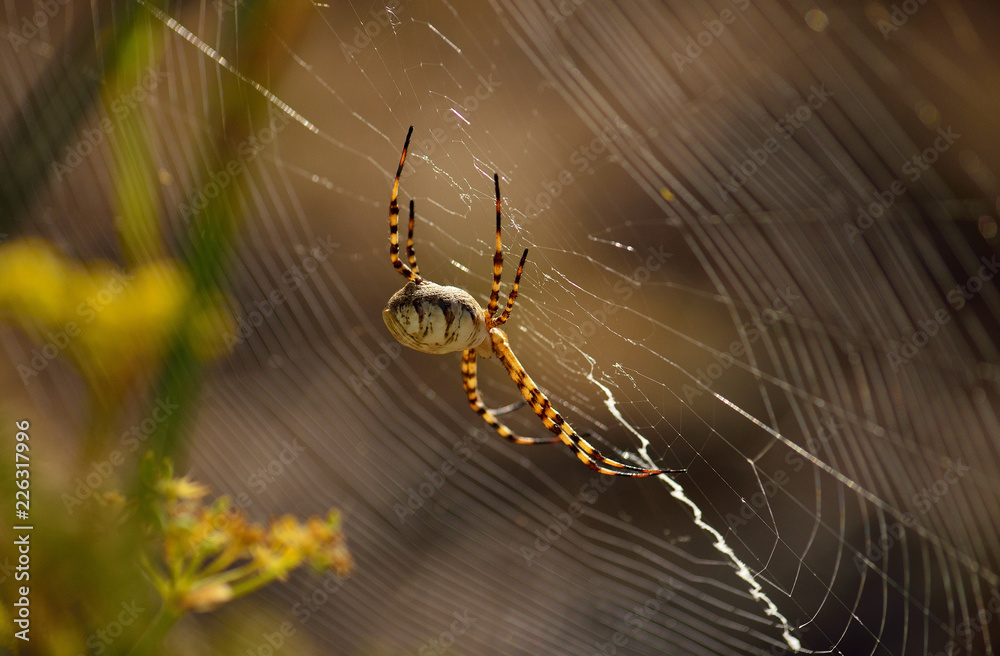 Side view of large spider on the magnificent cobweb, Argiope lobata ...