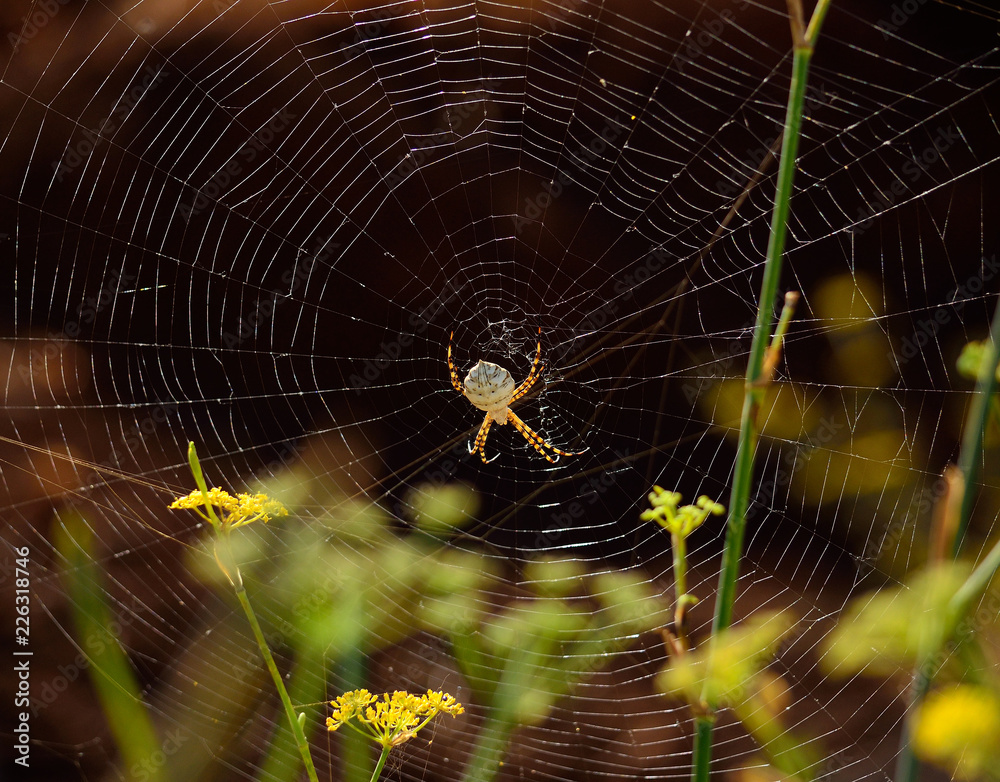 Magnificent cobweb with large spider hanging in the middle, Argiope ...