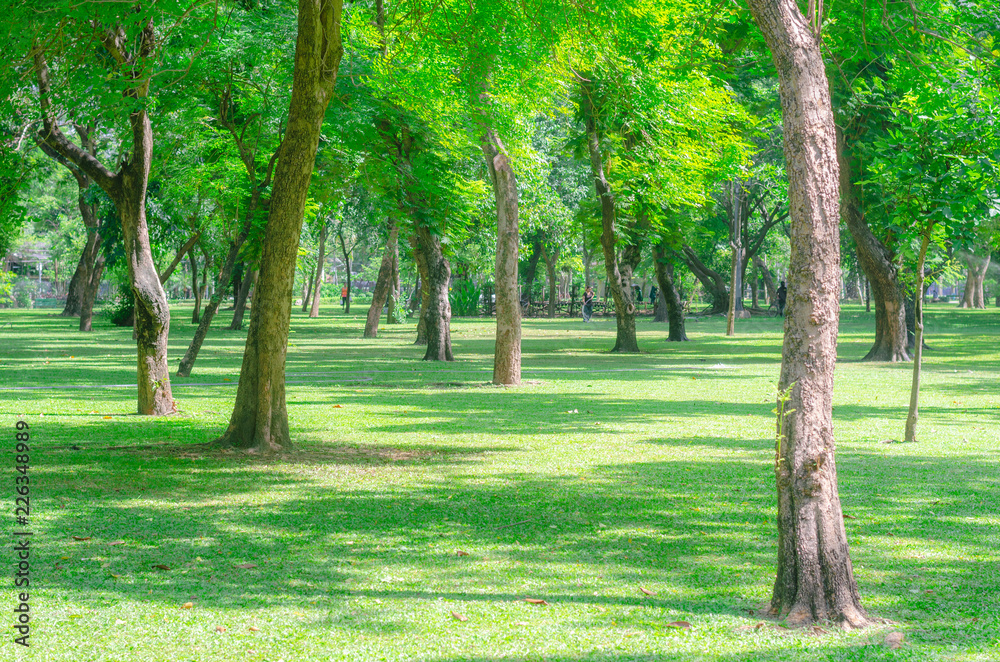 trees in the park with green grass and sunlight, fresh green nature ...