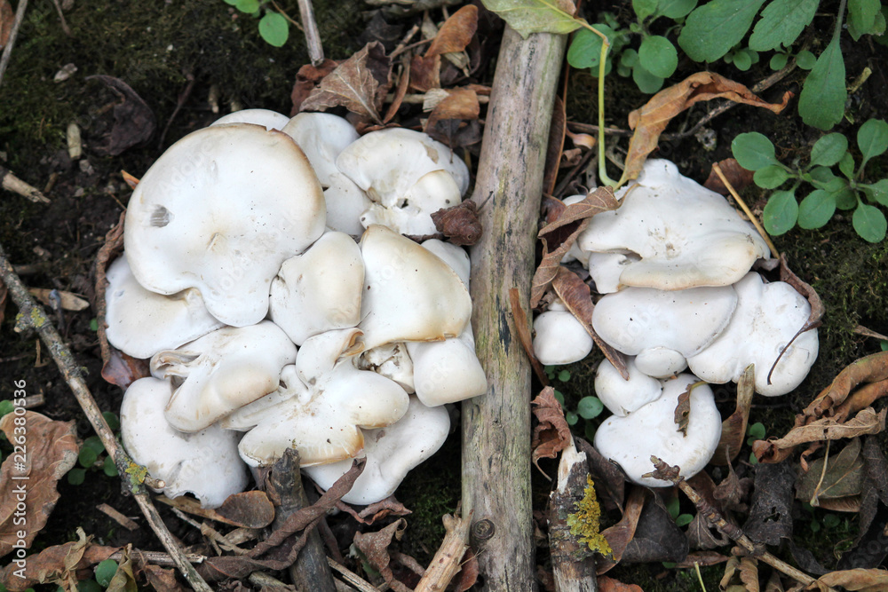 Cluster of white domecap mushrooms (Leucocybe connata, Lyophyllum ...