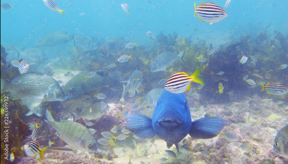 Eastern Blue Groper (Achoerodus viridis), Sydney, Australia Stock Photo ...