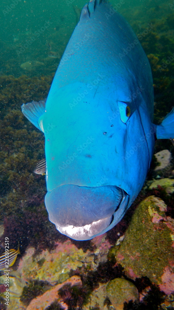 Portrait of Bluey the friendly Eastern Blue Groper (Achoerodus viridis ...