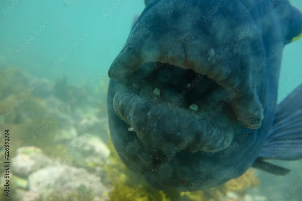 Goliath Grouper Teeth