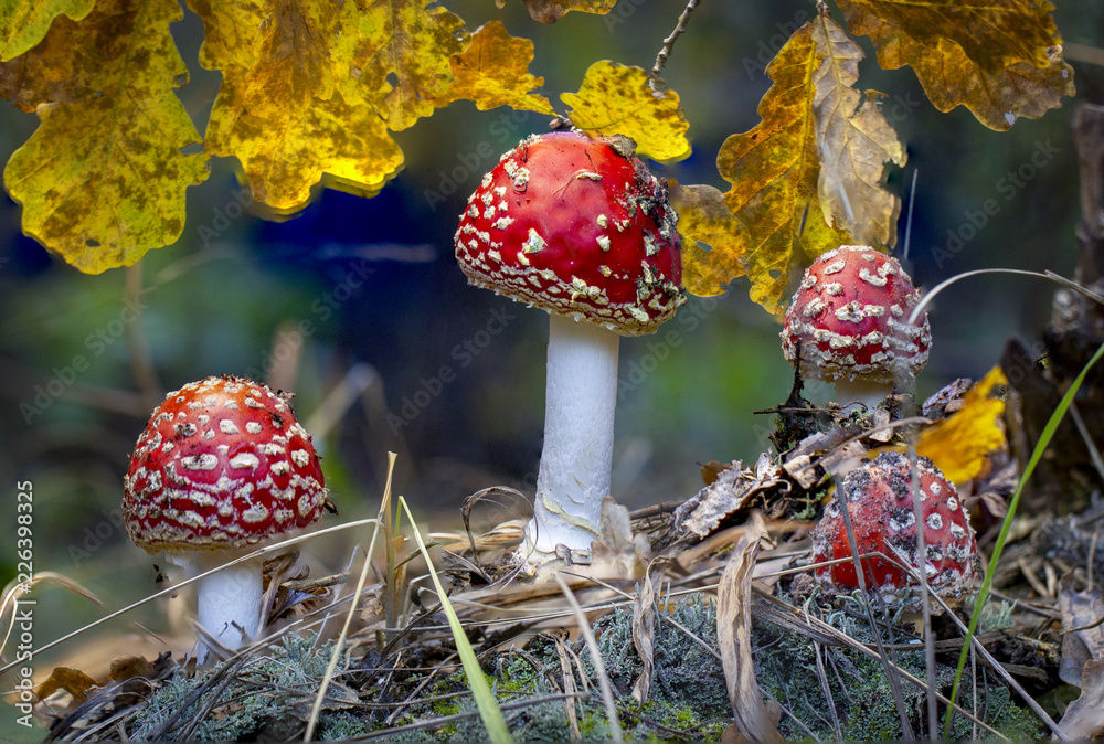 Amanita muscaria fly agaric red mushrooms with white spots in grass ...